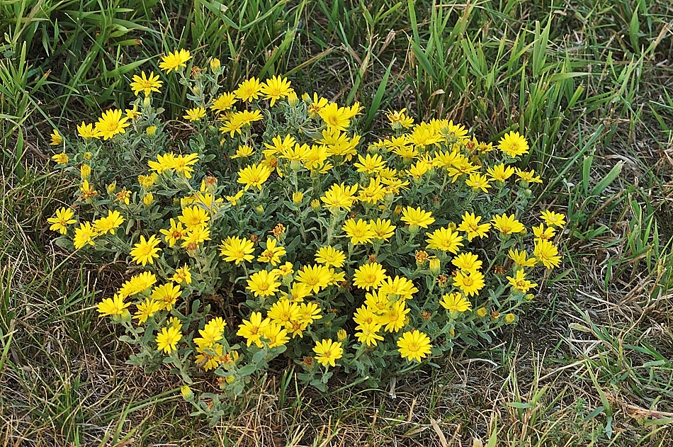 Heterotheca Villosa Var Villosa Photos Saskatchewan Wildflowers